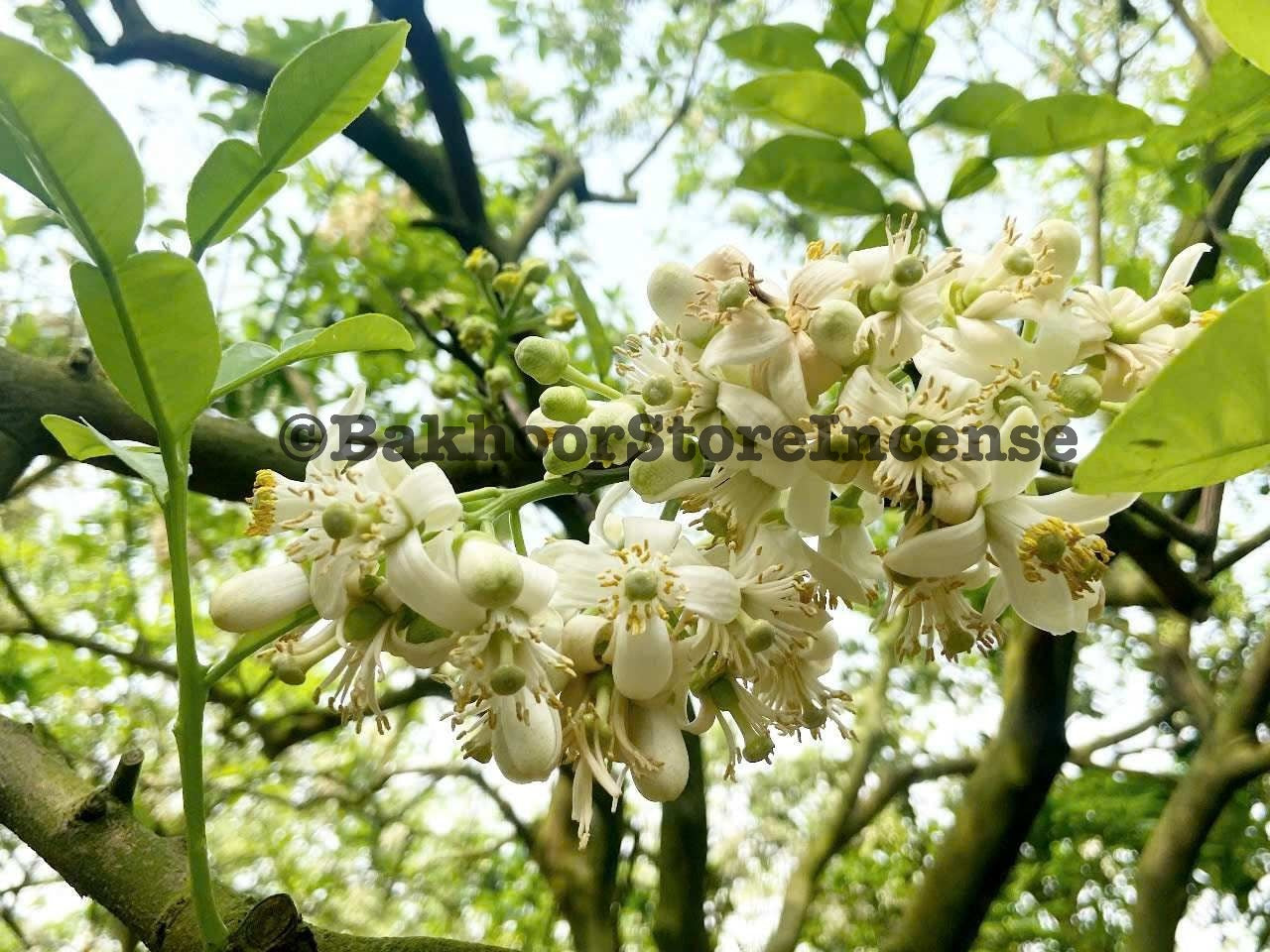 Pomelo Neroli Oil, Citrus Maxima — Copper Pot Distilled in Vietnam (20 ...