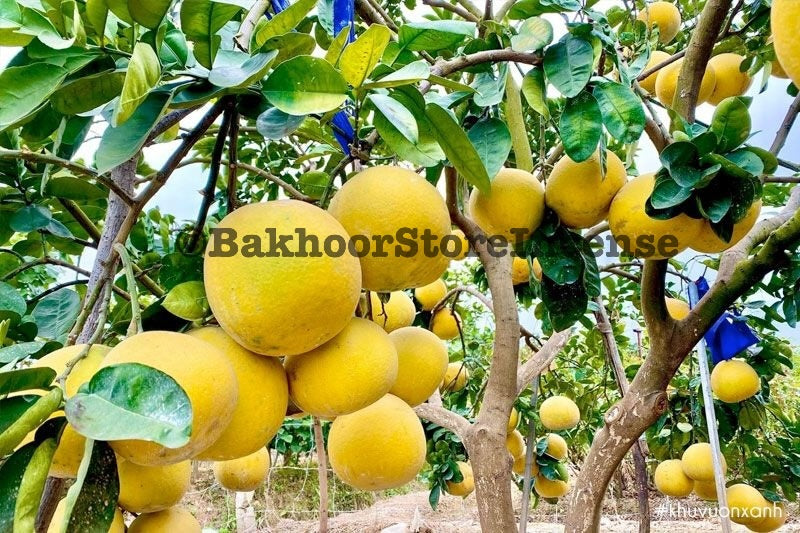 Pomelo Neroli Oil, Citrus Maxima — Copper Pot Distilled in Vietnam (20 ...