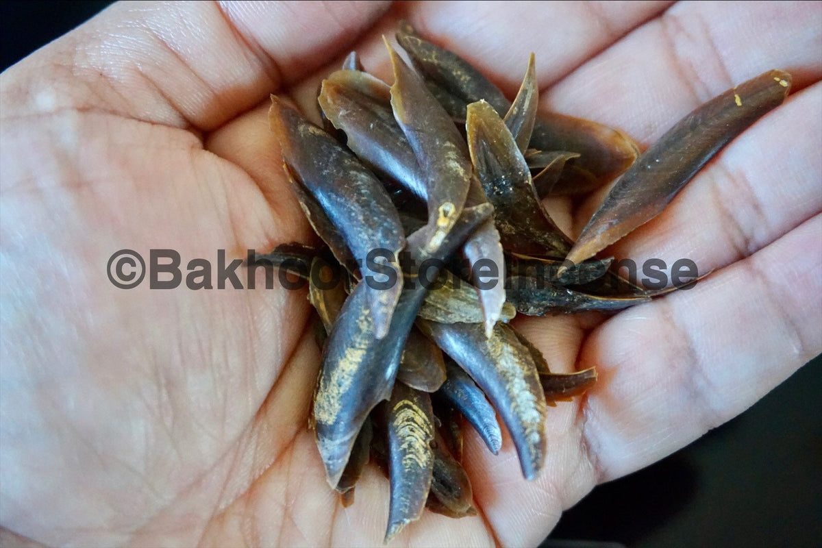 Operculum Onycha Grade A shells | Bakhoor Store Incense