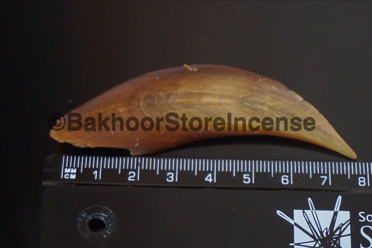 Operculum Premium Musk Onycha Grade AAA | Bakhoor Store Incense