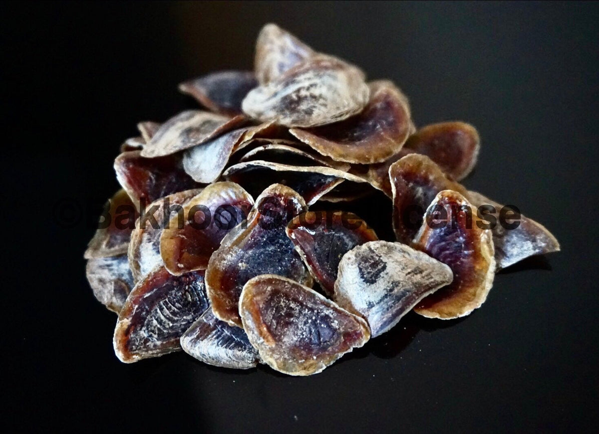 Onycha-Operculum Small -A traditional and Biblical incense ingredient ...