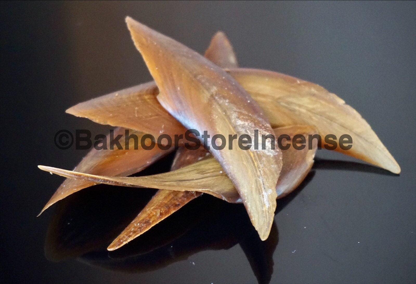 Operculum Premium Musk Onycha Grade AAA | Bakhoor Store Incense