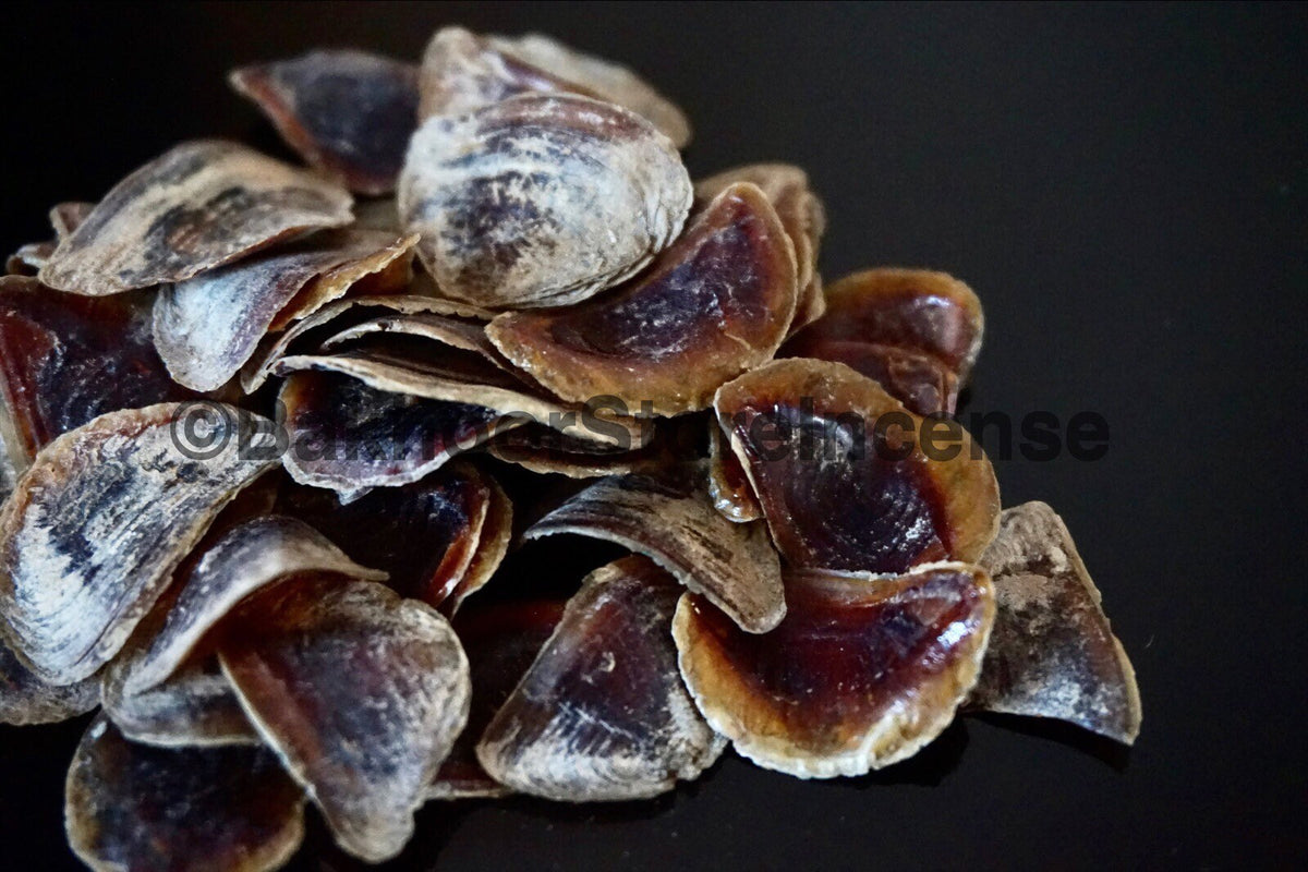 Onycha-Operculum Small -A traditional and Biblical incense ingredient ...