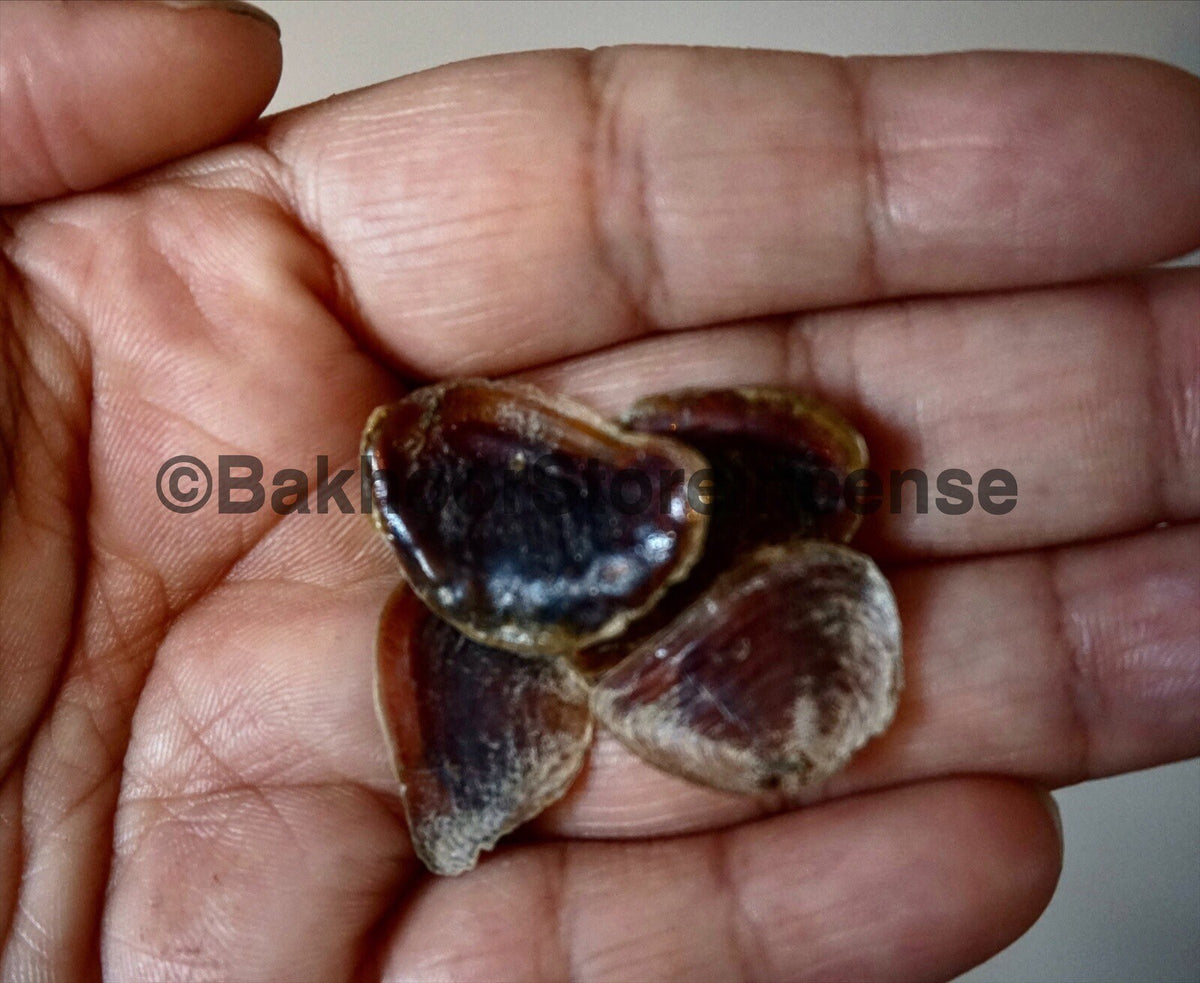 Onycha-Operculum Small -A traditional and Biblical incense ingredient ...