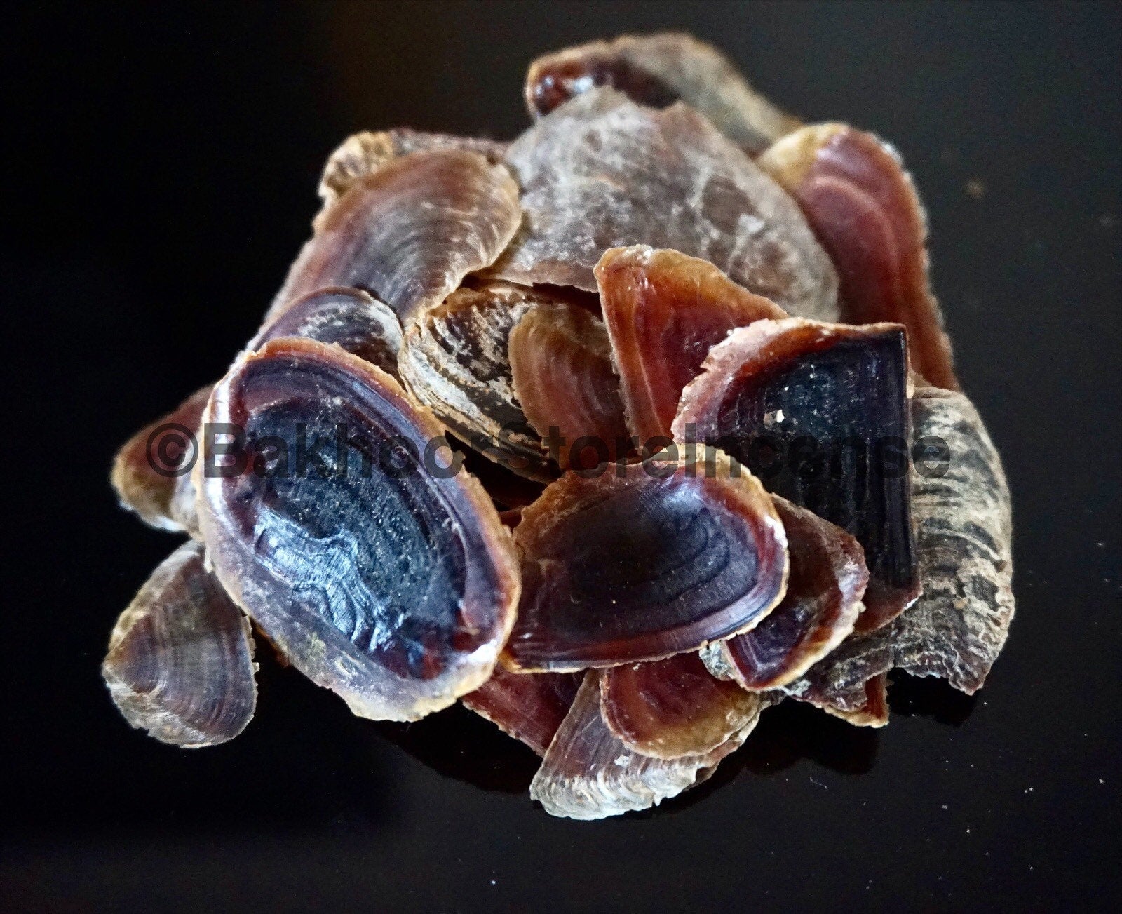 Onycha-Operculum Small -A traditional and Biblical incense ingredient ...