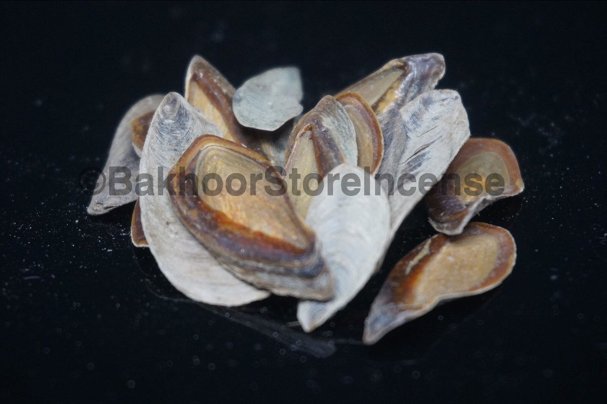 Operculum Onycha Duffra - small hard shells | Bakhoor Store Incense