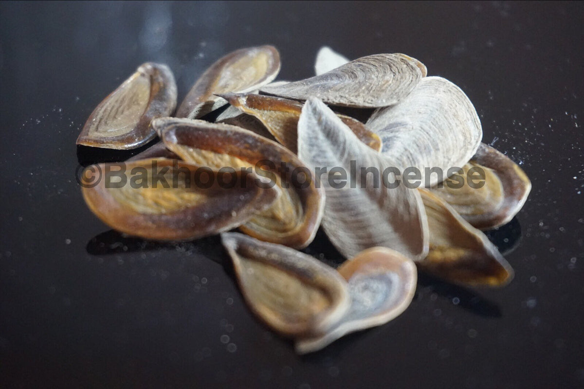 Operculum Onycha small hard | Natural Shells | Ancient Musk | Aphrodis ...