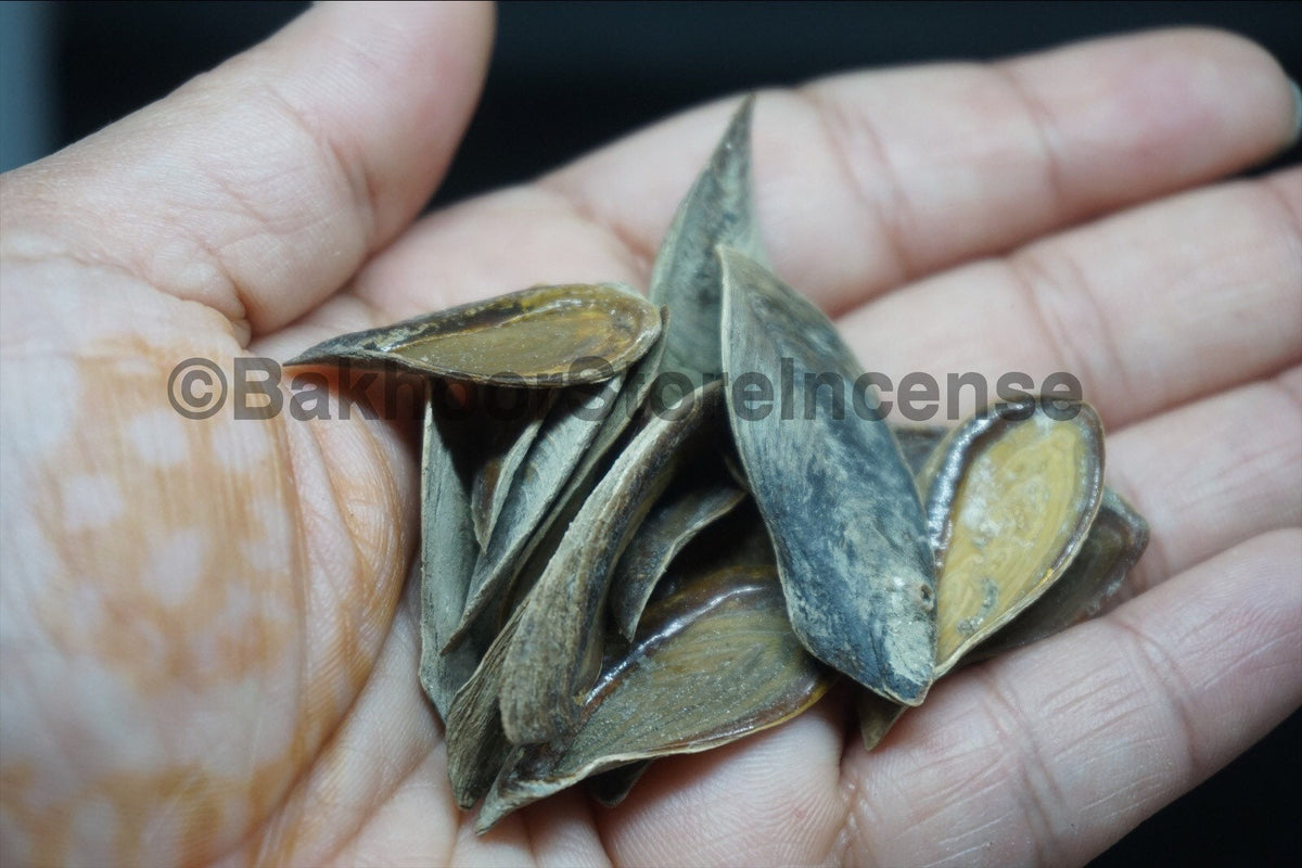 Operculum Onycha Duffra - small hard shells | Bakhoor Store Incense